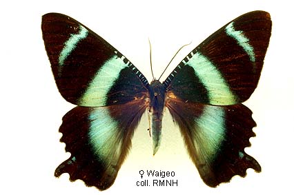 Papua Insects Foundation (Lepidoptera/Uraniidae/Uraniinae/Alcides cydnus)